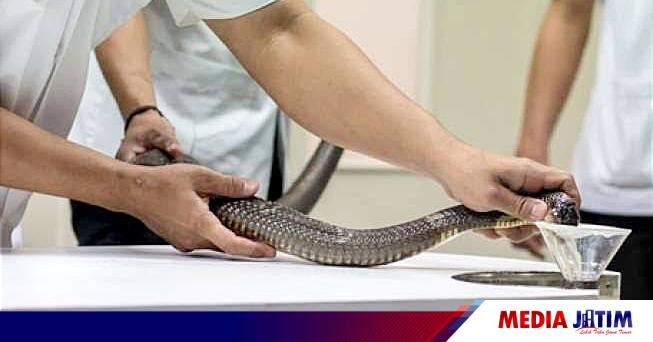 Dokter Ahli Bisa Ular Jadi Pemateri Webinar RSUD Smart Pamekasan ...